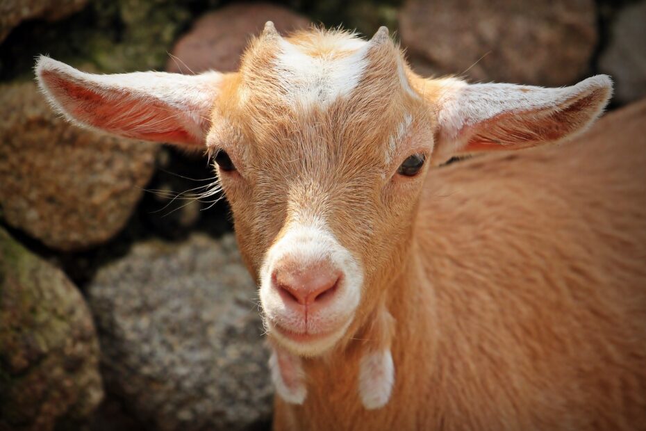 What Is The Name Of A Baby Goat Ideakithotline